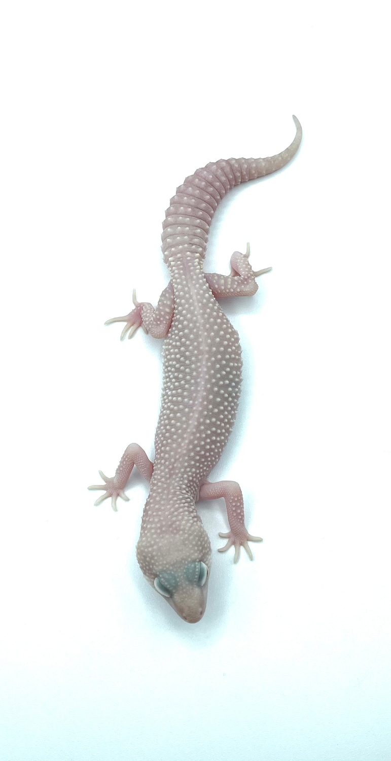 Super Giant Diablo Blanco (H-19) Leopard Gecko by Elite Reptile LLC ...