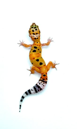 Bold Electric Inferno (H-33) (FREE SHIPPING) Leopard Gecko by Elite ...