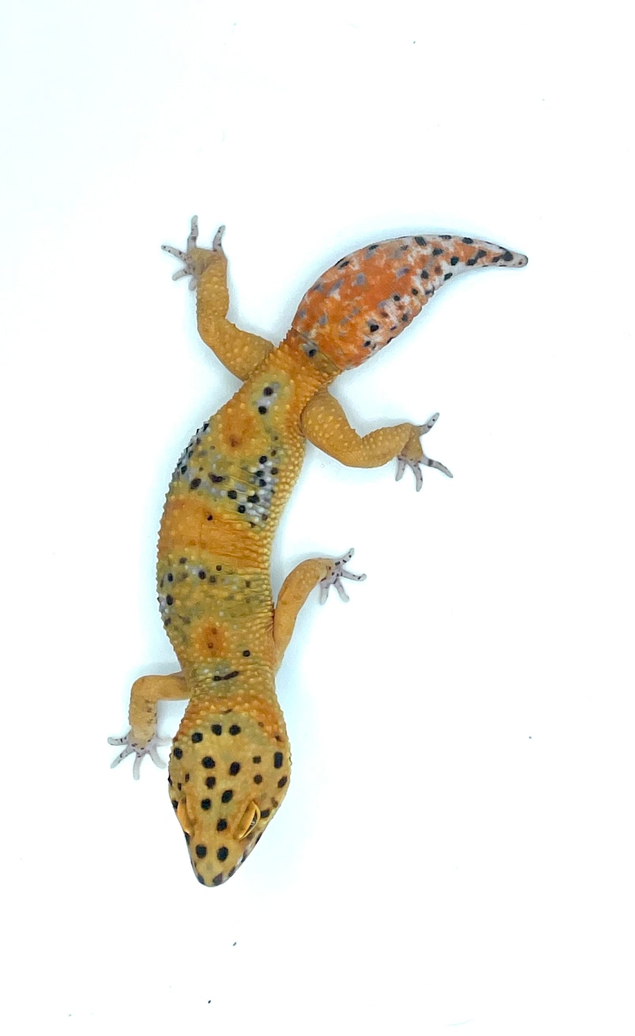 Clown Electric Inferno Leopard Gecko by Elite Reptile LLC - MorphMarket