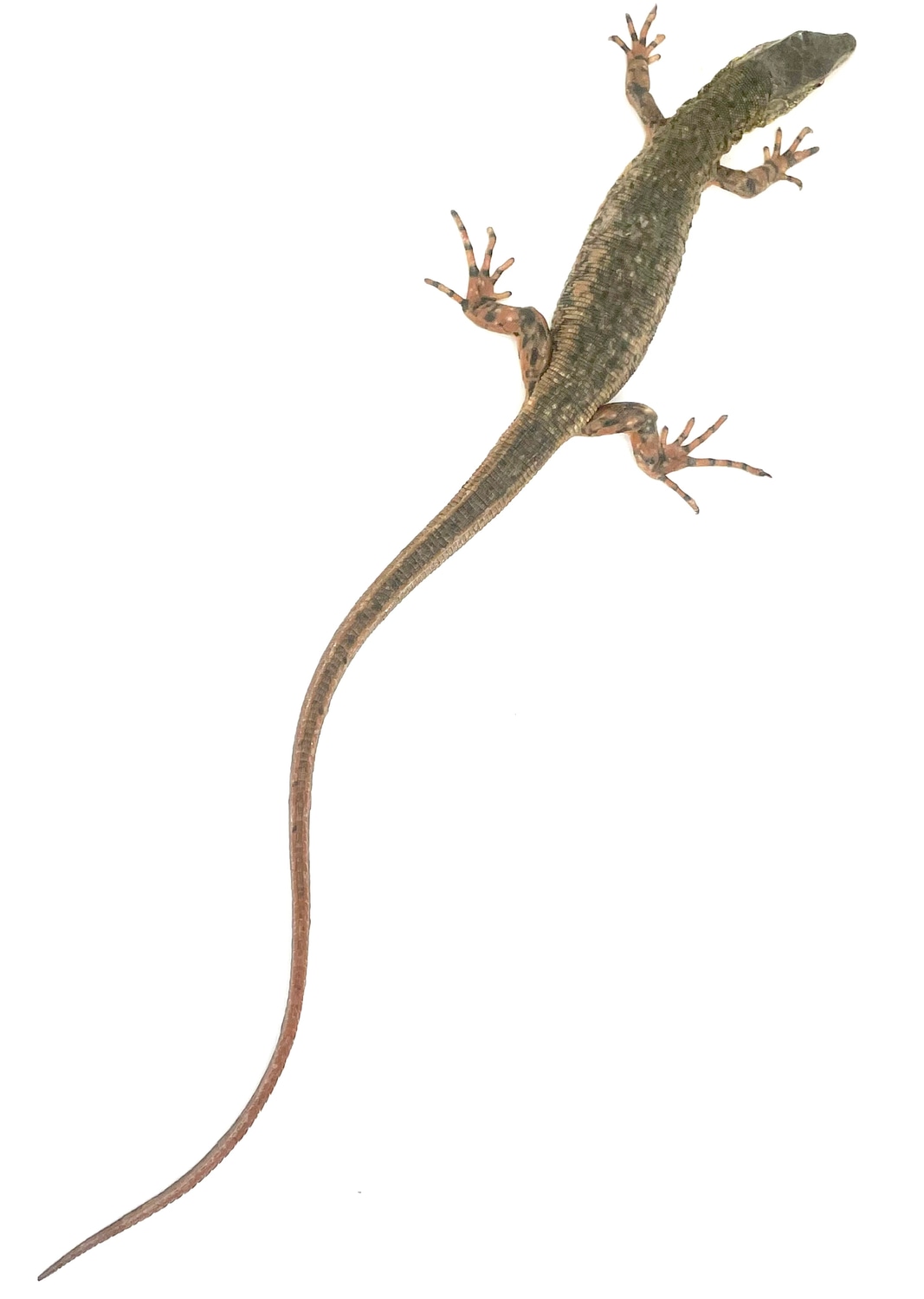 1.1 Crocodile Tegus (Crocodilurus Amazonicus) Other Tegu by Elite ...