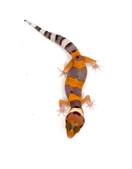 Electric Inferno H Leopard Gecko by Elite Reptile LLC