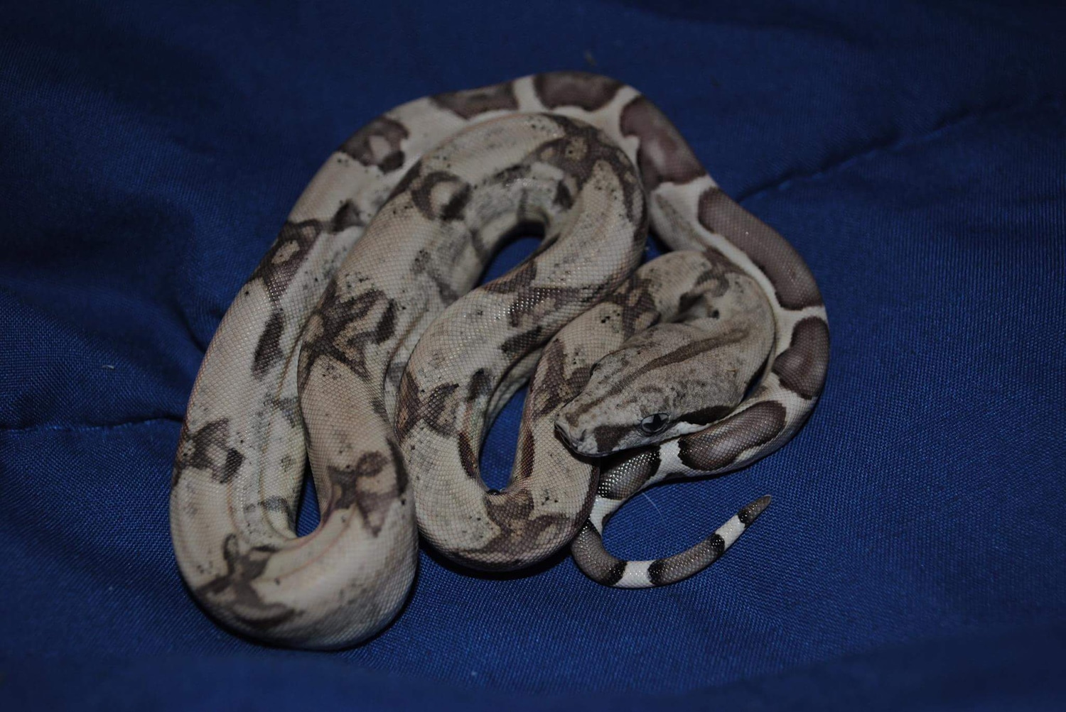 Ghost 100% Het Kahl Albino / Moonglow Boa Constrictor by Matt Cook ...