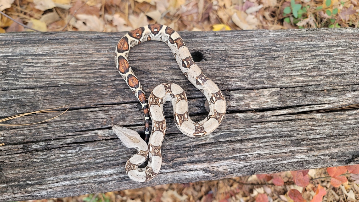 Double Het Vpi Sterling Boa Constrictor by Matt Cook Reptiles - MorphMarket