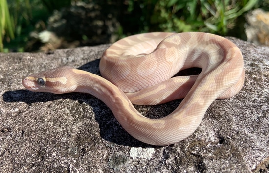 Gravel Special Mojave Ball Python by LMC Reptiles