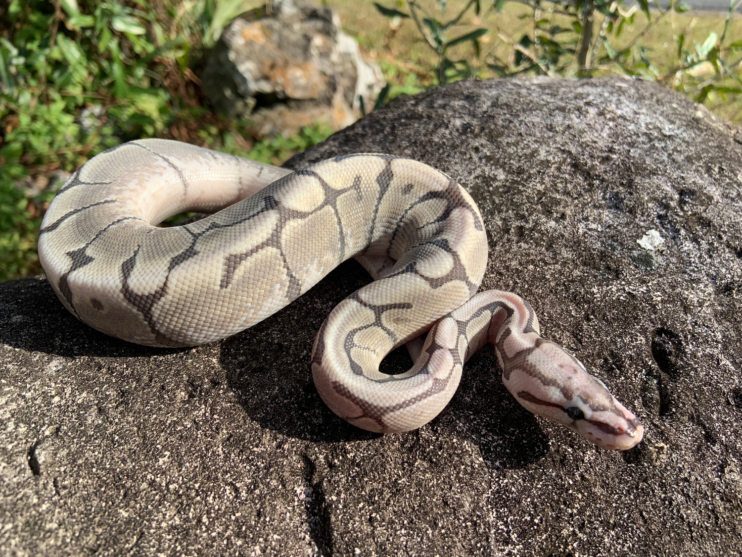 Tsk Axanthic Hypo Spider Ball Python by LMC Reptiles - MorphMarket