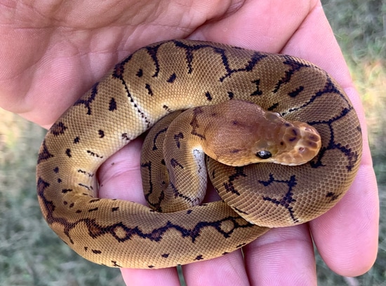 Spotnose Chocolate Pinstripe Clown Ball Python by LMC Reptiles