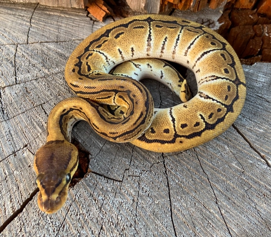 Chocolate Spotnose Pinstripe Het Clown Ball Python by LMC Reptiles
