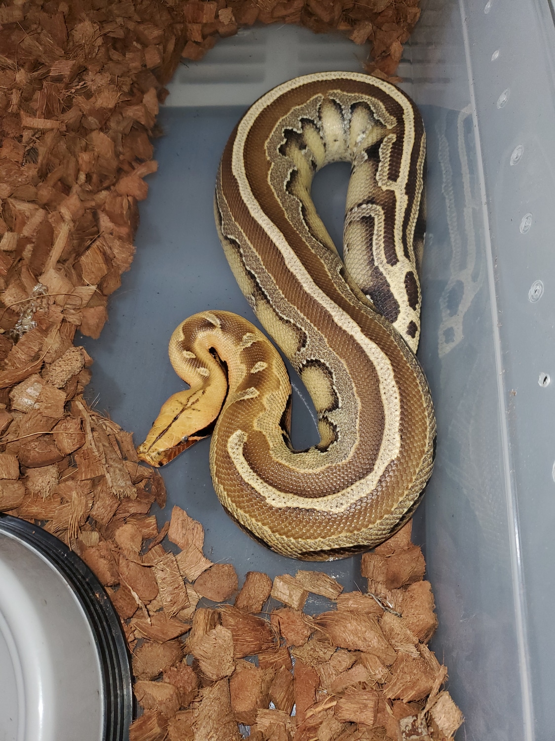 Borneo Short-tailed Python by Pine Valley Exotics - MorphMarket