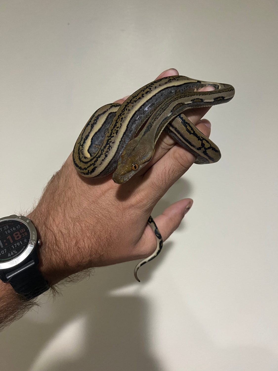 Genetic Stripe Reticulated Python by Pine Valley Exotics - MorphMarket