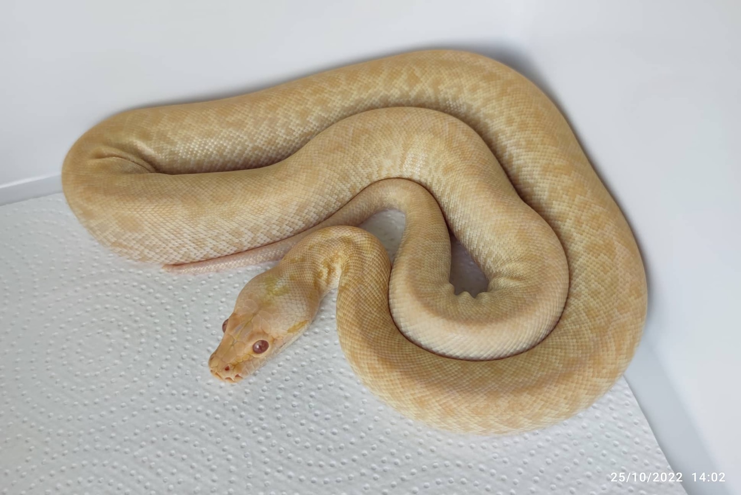 Hypo Caramel Granit 100% Het Green Burmese Python by MB Reptiles ...