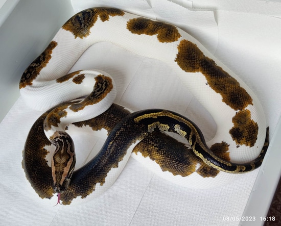 Pied Poss Het Albino Male 2017 PROVEN BREEDER!!!! Burmese Python by MB ...