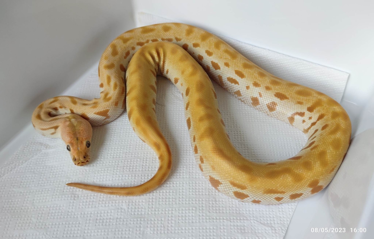 Caramel Green 66% Poss Granit Female Burmese Python by Matteo Bosaglia ...