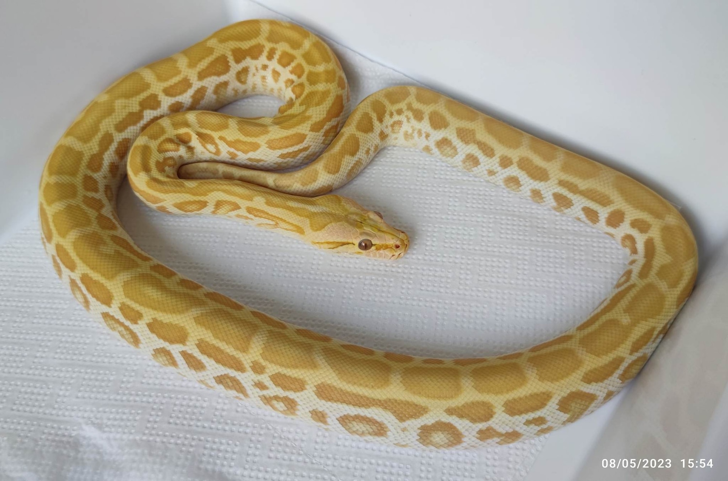 Hypo Caramel Het Green 66% Het Granit Male Burmese Python by Matteo ...