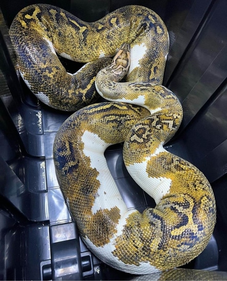 Pied Poss Het Caramel READY TO BREED Burmese Python by MB Reptiles