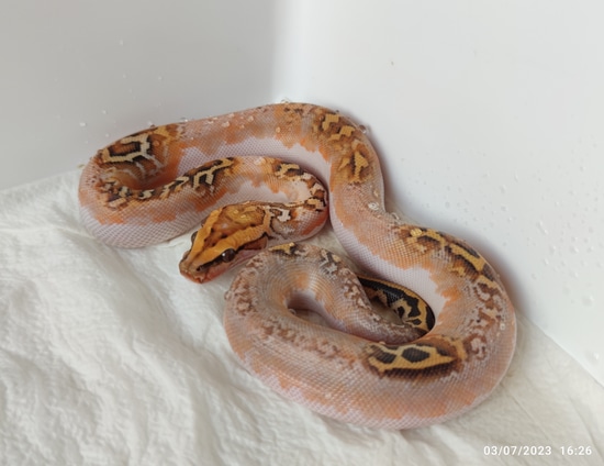 Caramel Pied 2023 Burmese Python by MB Reptiles