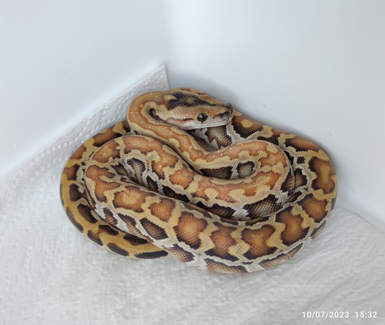 Champagne Het Green 66% Caramel Burmese Python by Matteo Bosaglia ...