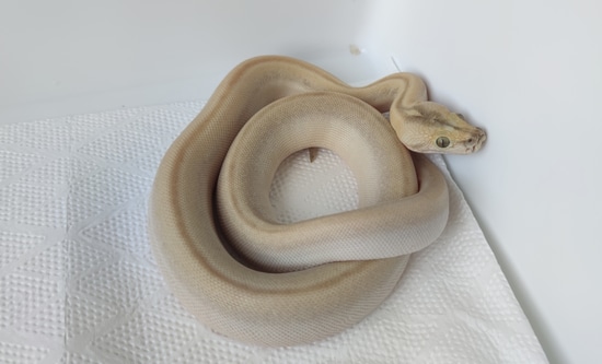 Hypo Green 66% Het Champagne Caramel Burmese Python by MB Reptiles