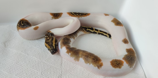 Pied High White Burmese Python by MB Reptiles