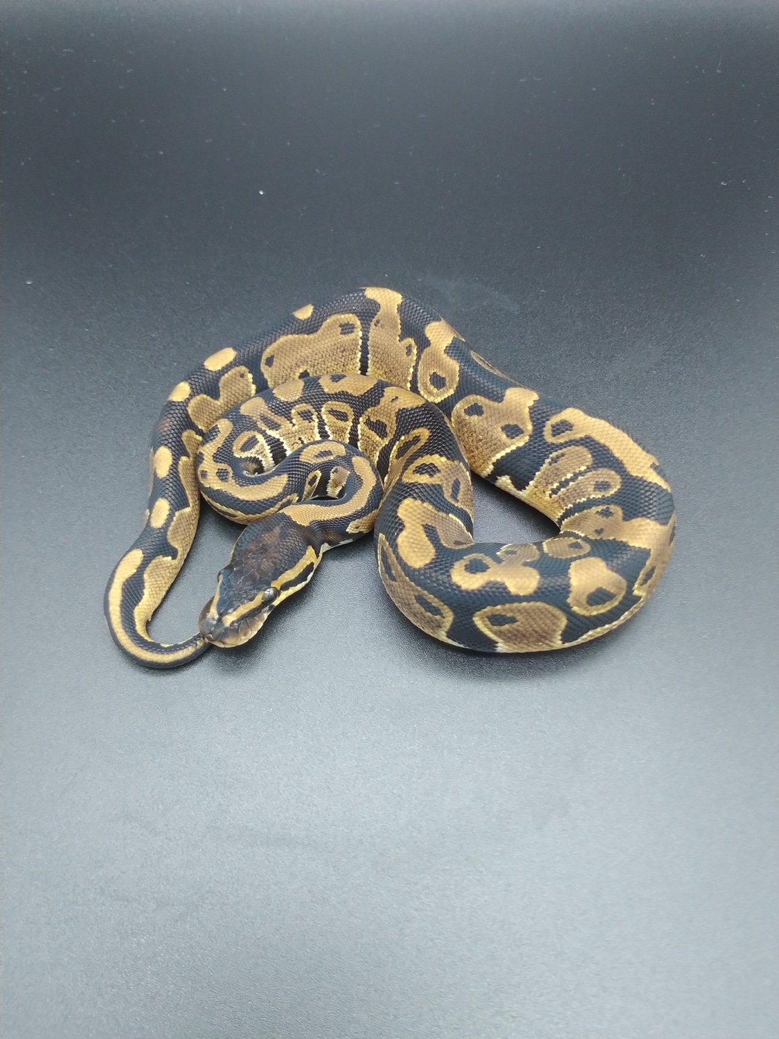 66% Het Pied Ball Python by Gem State Morphology - MorphMarket