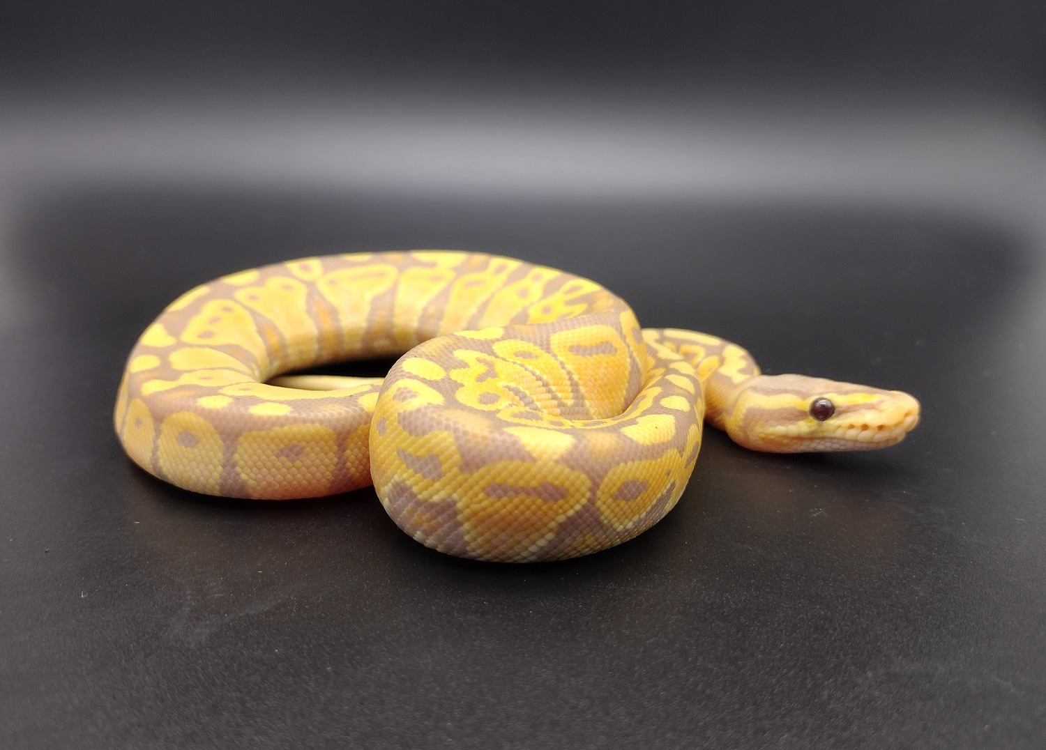 Pastel Banana Ball Python by Gem State Morphology - MorphMarket