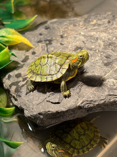 Ground Hatched RES Slider Turtle by Matt’s turtles