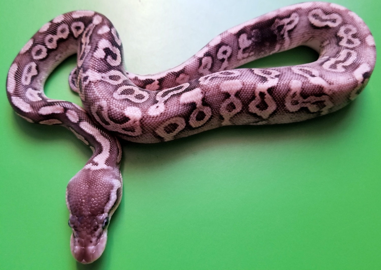 Pastel Cinnamon Paradox Ball Python by Matt Marberg Reptiles - MorphMarket