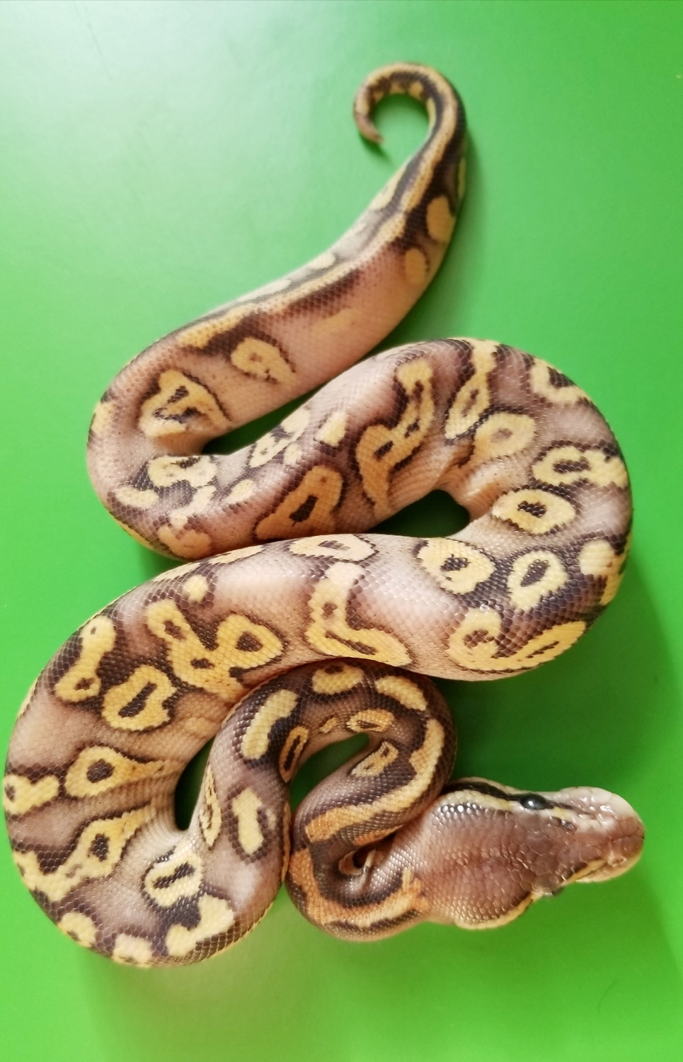Super Pastel Mystic Probably Yellowbelly Ball Python by Matt Marberg ...