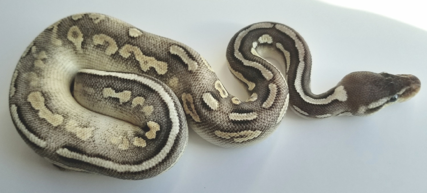 Mystic Super Pastel Cinnamon Possible Yellowbelly Ball Python by Matt ...