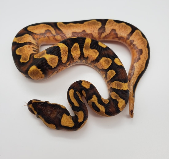 Enchi Calico Yb Or Gravel Het Pied (Pos GeneX) Ball Python by Matt ...