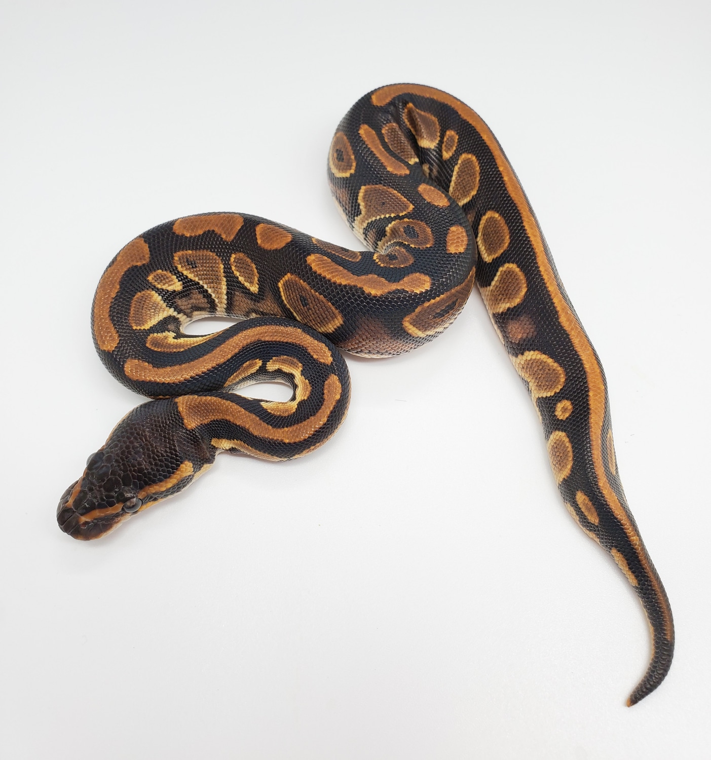 Blackhead 100% Het Pied Ball Python by Matt Marberg Reptiles - MorphMarket