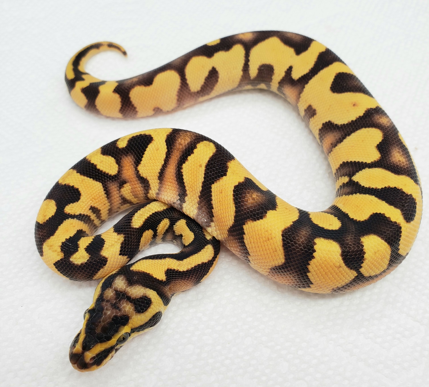 Pastel Enchi YB Or Gravel Het Pied (Pos Gene X) Ball Python by Matt ...