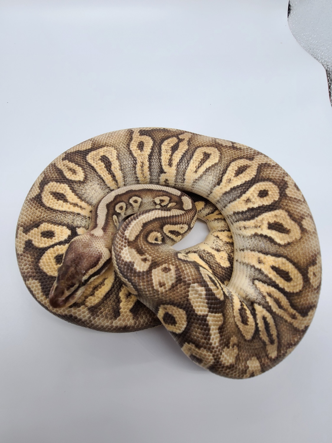 Super Pastel Mystic Ball Python by Matt Marberg Reptiles - MorphMarket