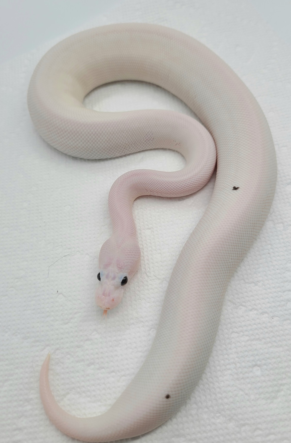 Super Black Pastel Pied Possible (Cinnamon X Black Pastel) 50% Ph ...