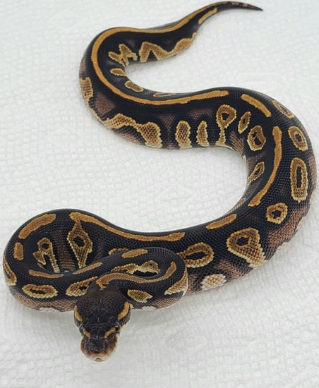 Blackhead Red Gene Ringer Gene Het Pied Ball Python by Matt Marberg ...