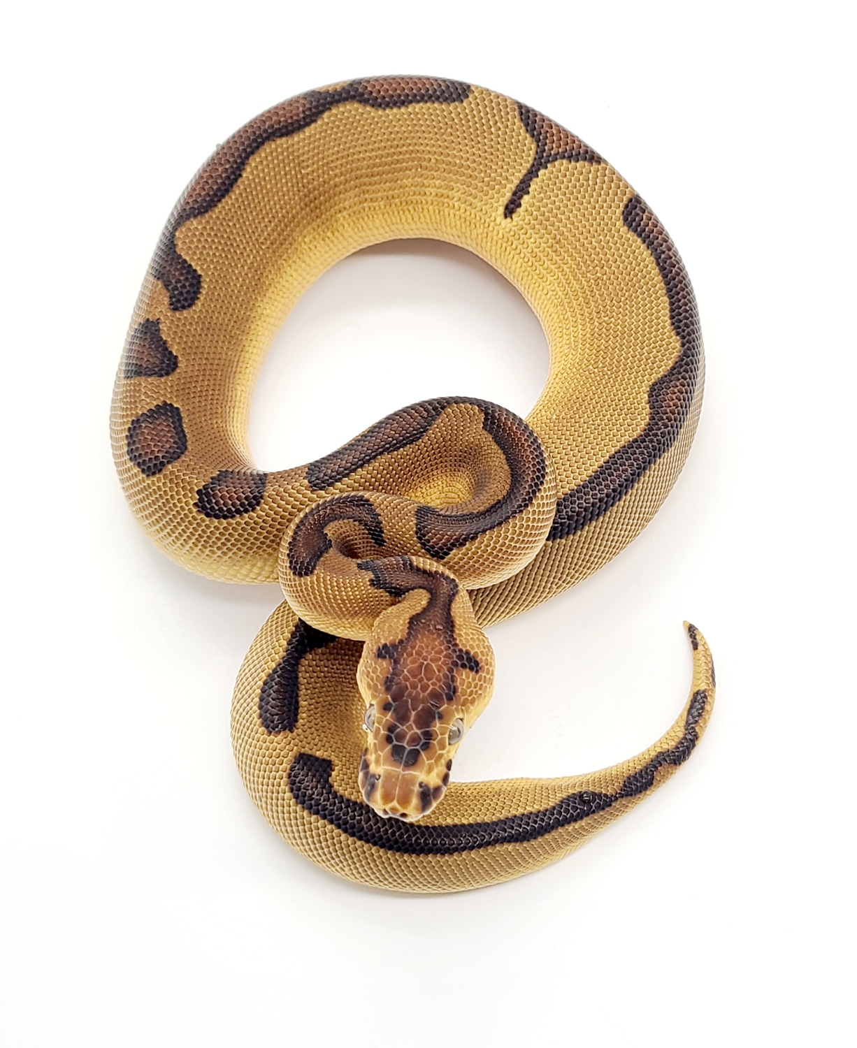 Enchi Blade Clown Ball Python by Matt Marberg Reptiles - MorphMarket