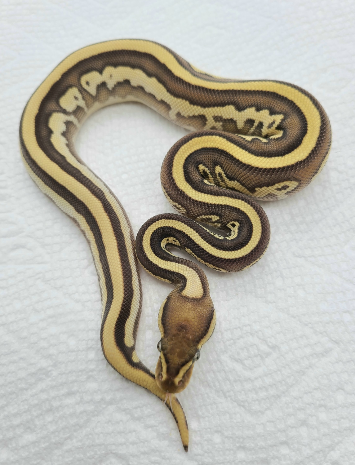Pastel Orange Dream Lesser Leopard Het Pied Het Clown Ball Python by ...