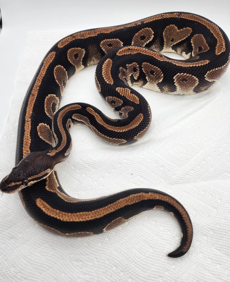 Blackhead Red Gene Ringer Gene 100% Het Pied Ball Python by Matt ...