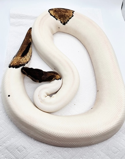 Huge Pied Proven Breeder Ball Python by Matt Marberg Reptiles