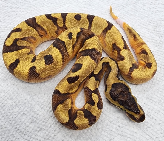 Super Enchi Pied POS GeneX Ball Python by Matt Marberg Reptiles
