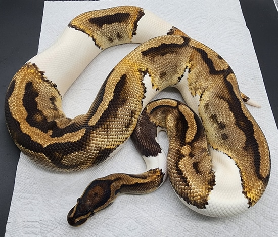 Pied Ball Python by Matt Marberg Reptiles