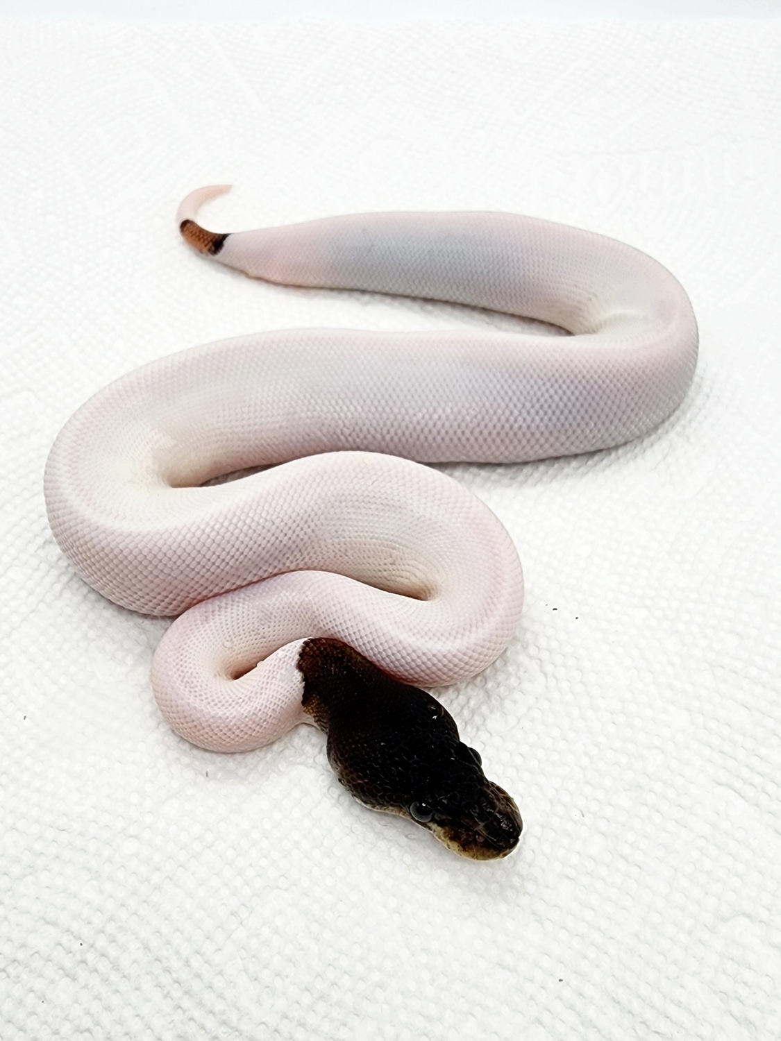 Black Pastel Blackhead Pied Ball Python by Matt Marberg Reptiles ...