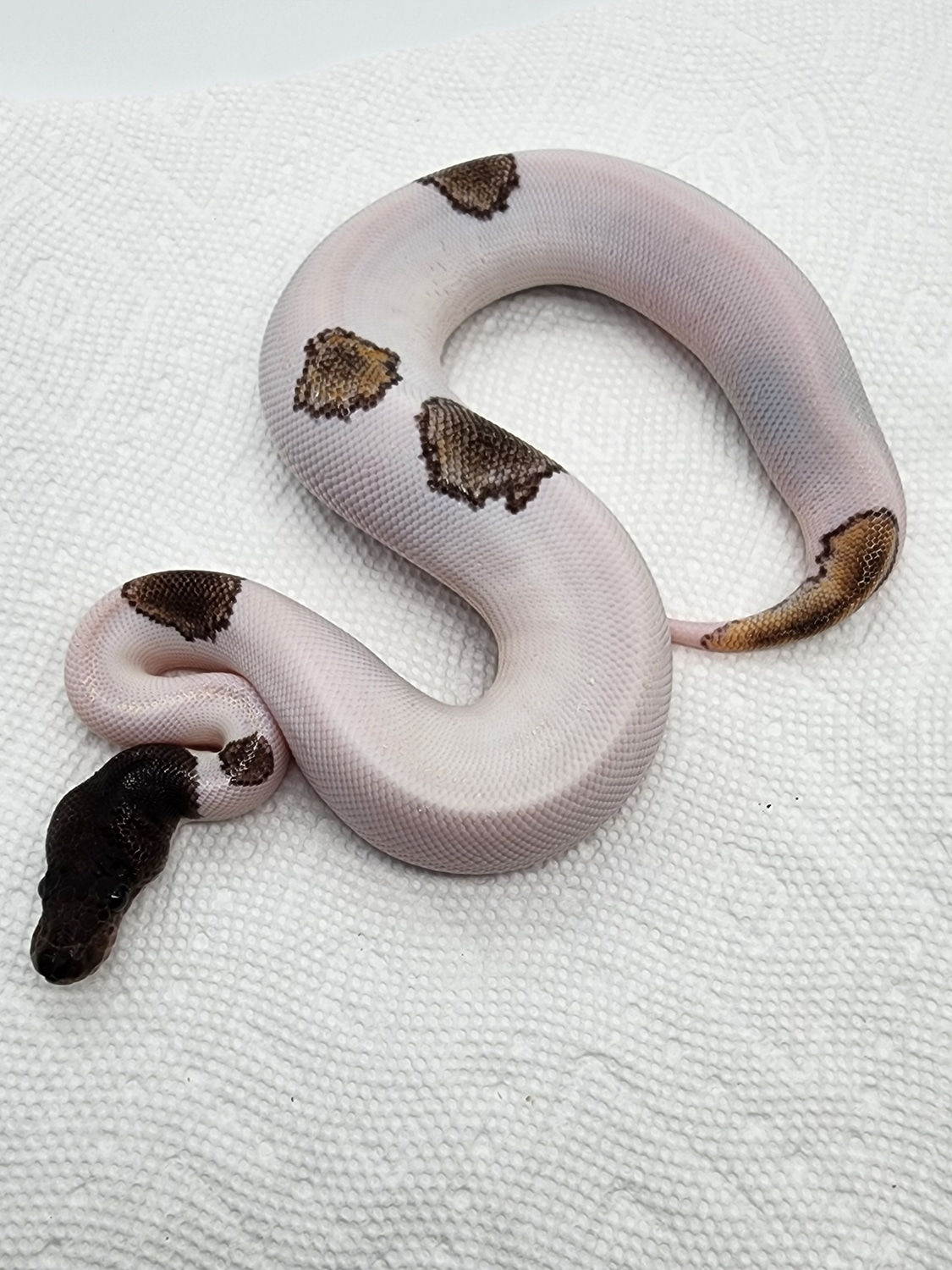 Blackhead Mojave Pied Ball Python by Matt Marberg Reptiles - MorphMarket