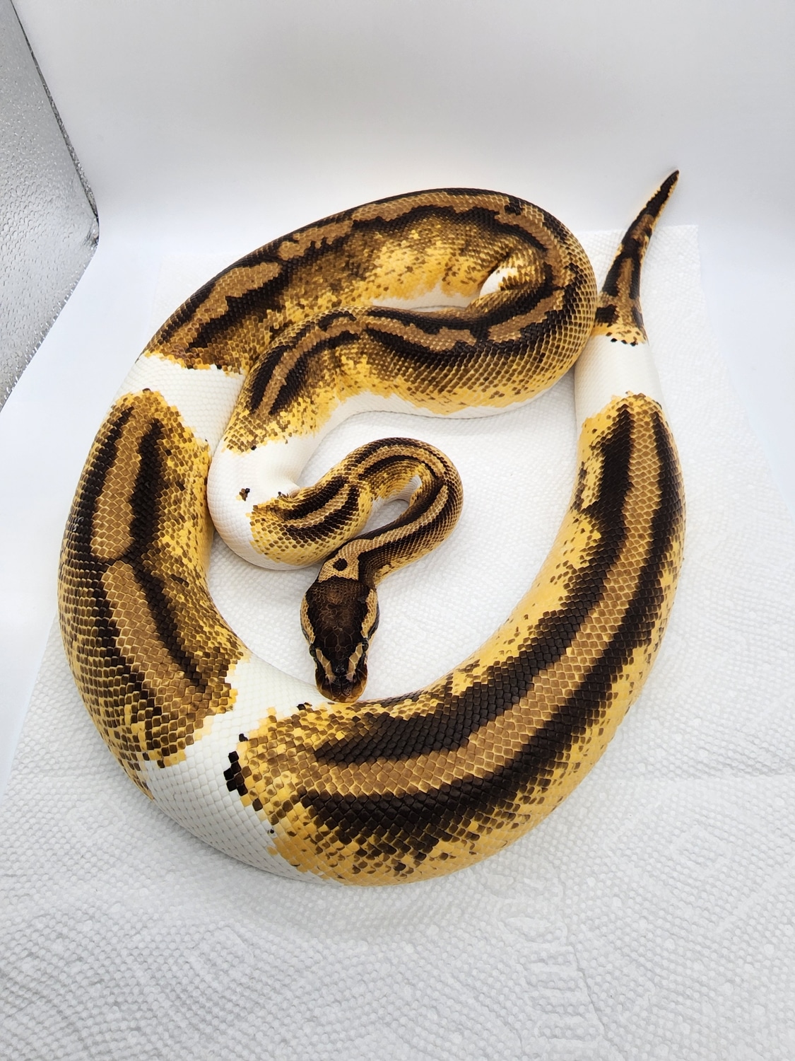 Pastel Yb POS GeneX Pied Ball Python by Matt Marberg Reptiles - MorphMarket