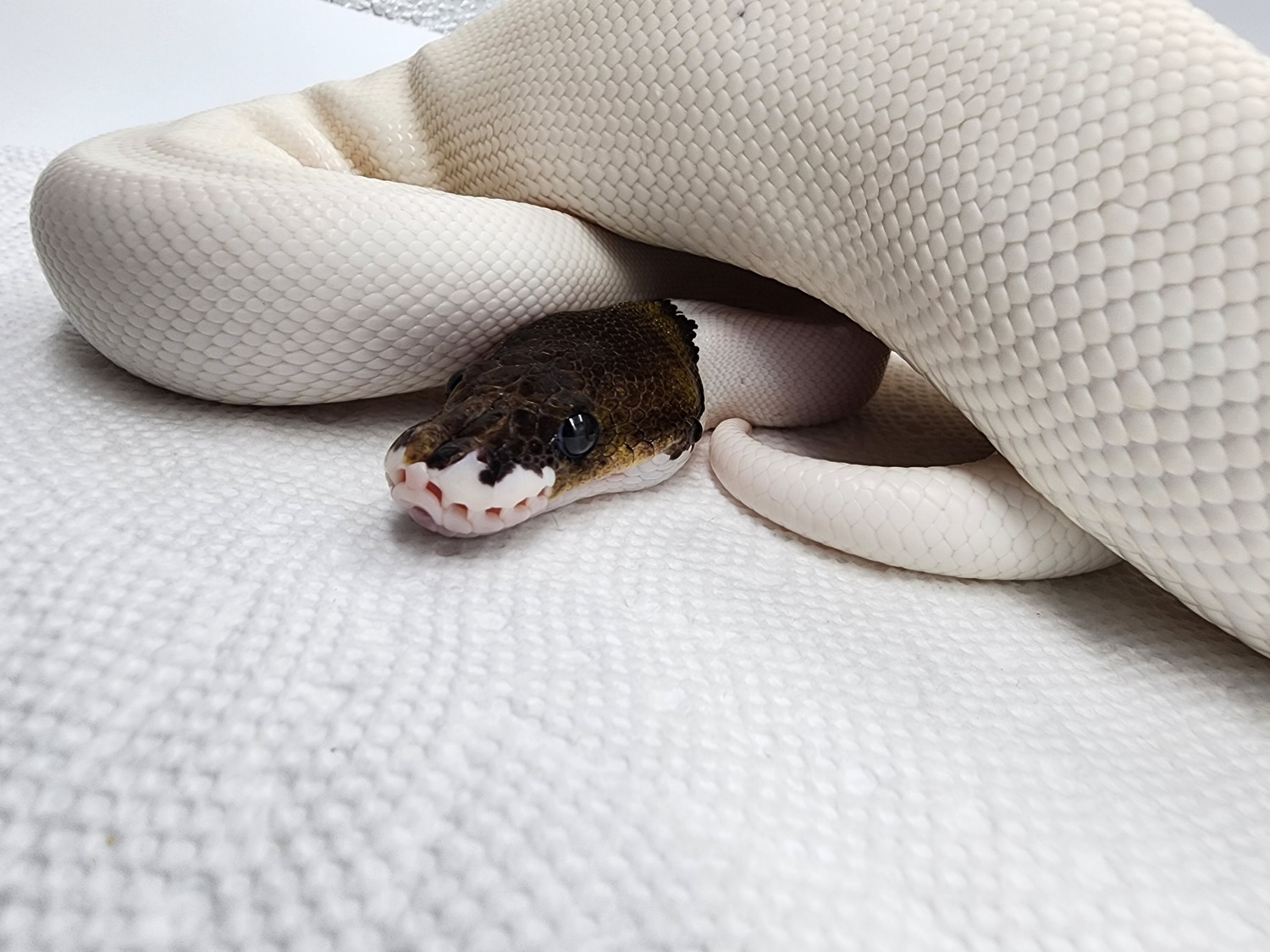 Black Pastel Pied Ball Python by Matt Marberg Reptiles - MorphMarket