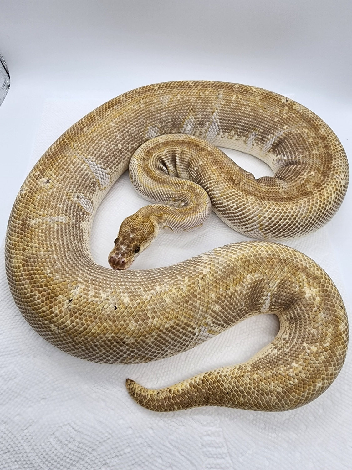 Lesser Clown Ball Python by Matt Marberg Reptiles - MorphMarket