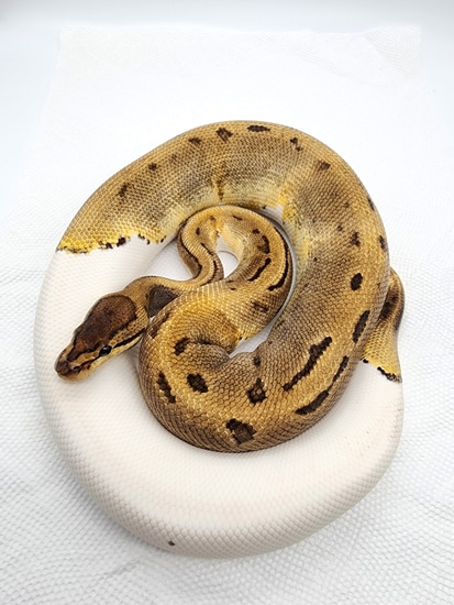 Leopard Pinstripe Pied Ball Python by Matt Marberg Reptiles