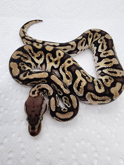 Pastel HGW OD Double Het Clown Pied Ball Python by Matt Marberg Reptiles