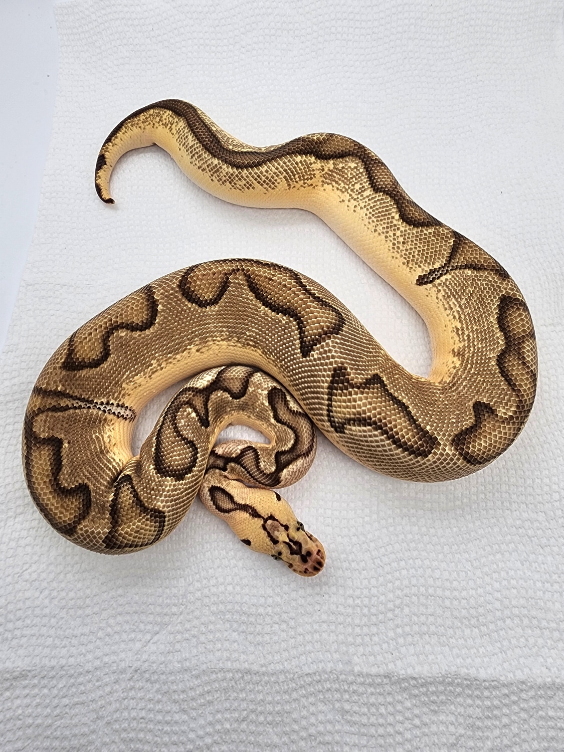 Pastel Enchi Motley Clown Pos Yb Ball Python by Matt Marberg Reptiles ...