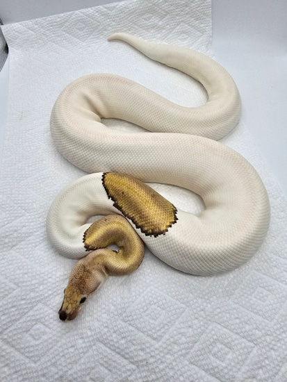 Champagne Black Pastel Double Het Ghost Pied (Proven Breeder) Ball Python by Matt Marberg Reptiles