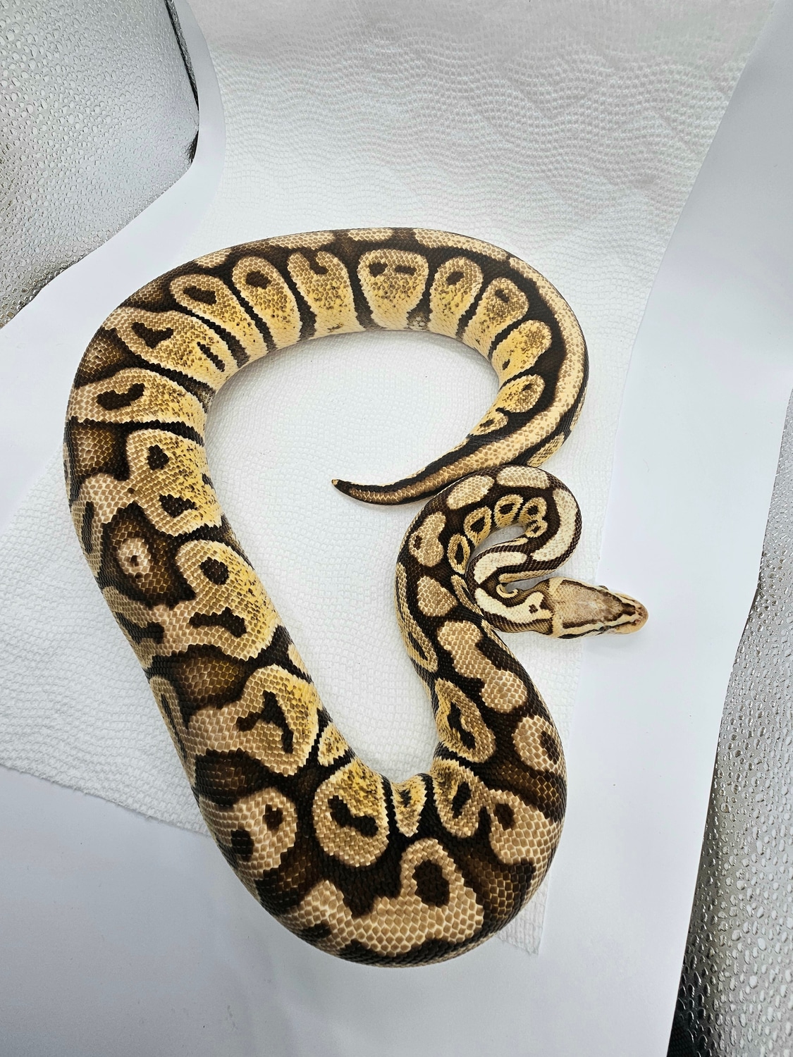 Pastel Vanilla Ball Python by Matt Marberg Reptiles - MorphMarket